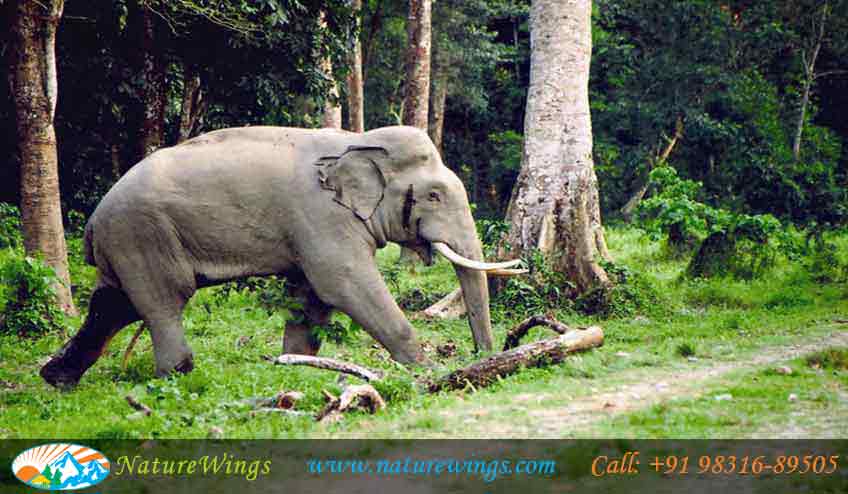 Dooars Tour Package || Jaldapara Jungle Safari - NatureWings