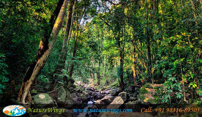 Dooars Tour Package || Jaldapara Jungle Safari - NatureWings