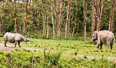 Dooars Tour Package || Jaldapara Jungle Safari - NatureWings