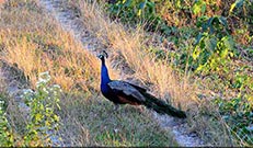 Dooars Tour Package || Jaldapara Jungle Safari - NatureWings