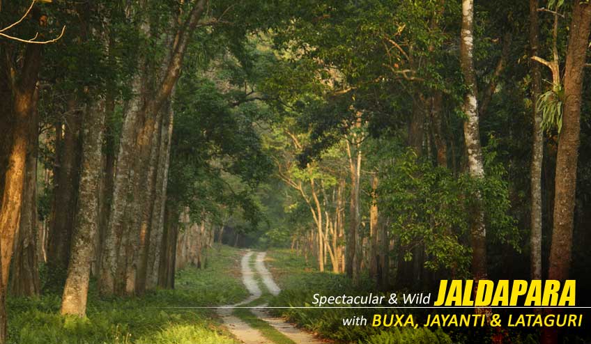 Jaldapara Jungle Safari, Jaldapara Elephant Safari, Jaldapara Jeep ...