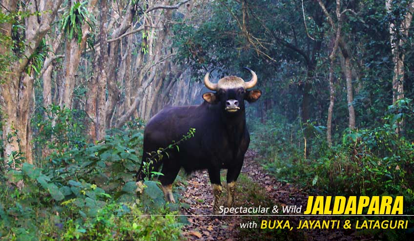 Jaldapara Jungle Safari, Jaldapara Elephant Safari, Jaldapara Jeep ...