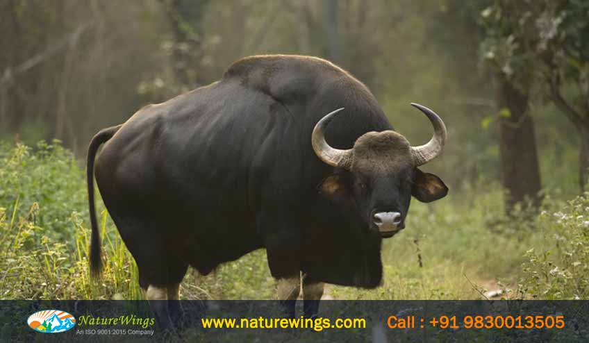 Assam, Kaziranga tour Package from Guwahati - NatureWings