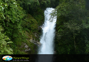 Rishyap / Rishop -Tour Guide - NatureWings