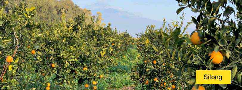 Sitong Tour, Sittong Tour, Sitong Package Tour, Sitong Tour Packages ...