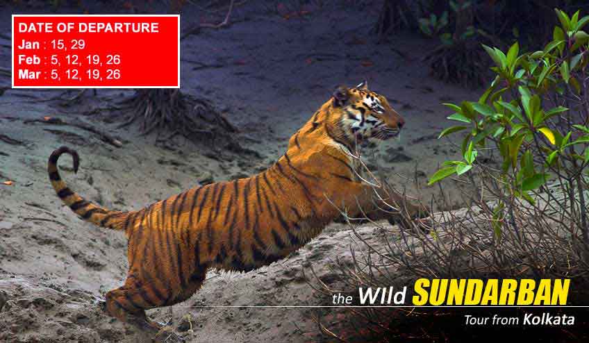 Sundarban Tour 2N 3D, Sundarban Tour Package 2N 3D, Sundarban Package Tour 2N 3D - NatureWings